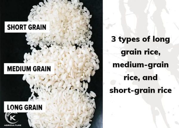 Long Grain vs Short Grain Rice: Key Differences and Which One to Choose