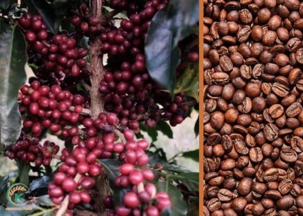 Vietnamese Coffee Production And Something You Need To Know - K-Agriculture