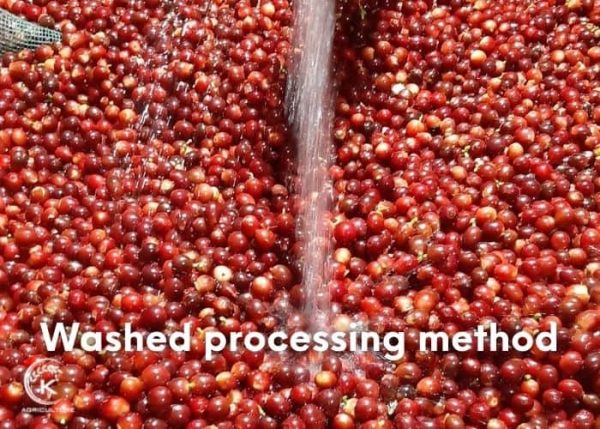 Vietnamese Coffee Production And Something You Need To Know - K-Agriculture