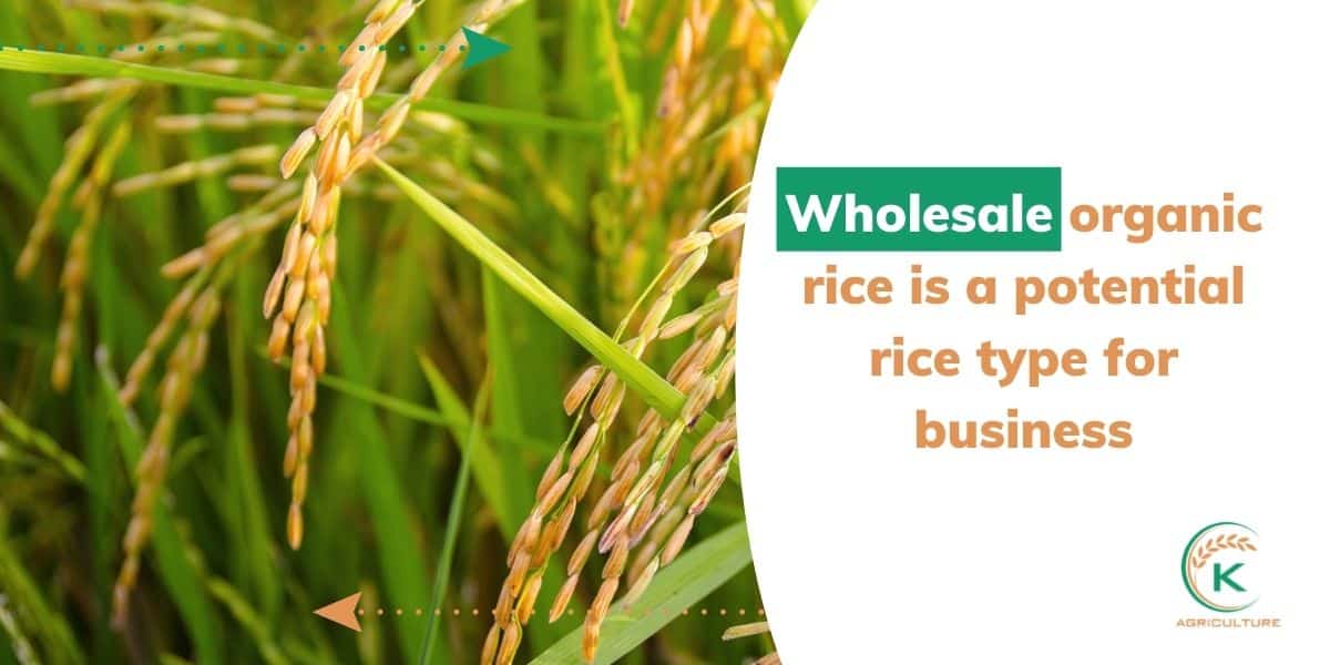 Wholesale organic rice is developing significantly