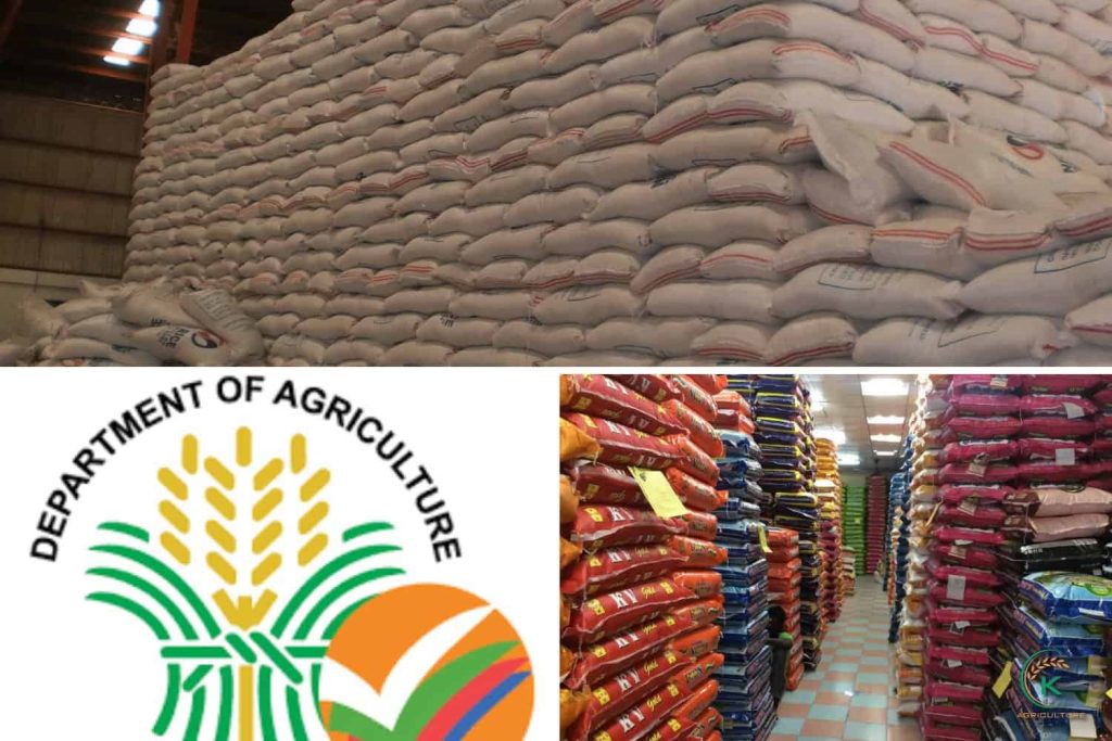 Wholesale Rice Suppliers Philippines With The Essential Information