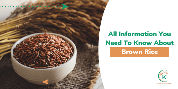 Everything about long grain rice jasmine