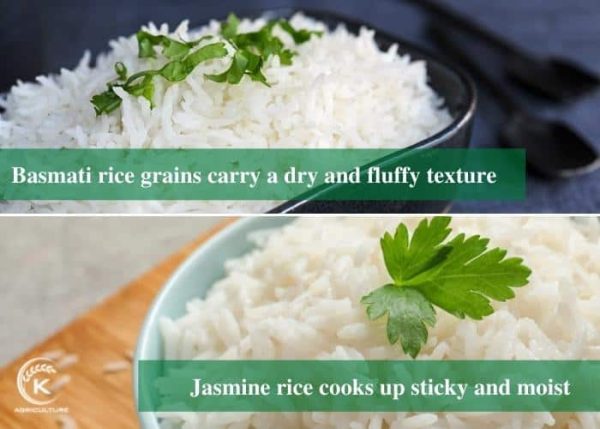 7 Main Differences Between Basmati Vs Jasmine Rice - K-Agriculture