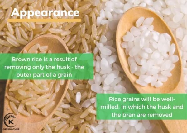 7 Interesting Differences Between Brown Rice and White Rice