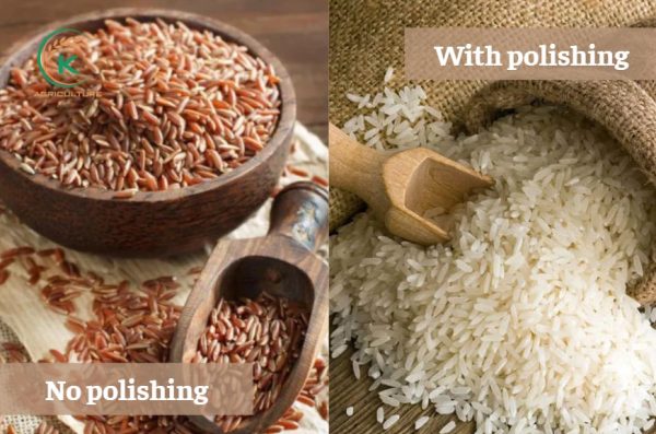Brown Rice: Origins, Types, Benefits, Prices & Vietnam’s Leading Supplier
