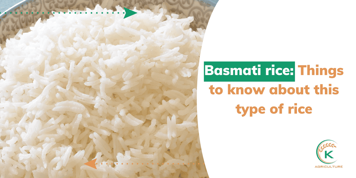 Basmati rice: Everything you need to know about