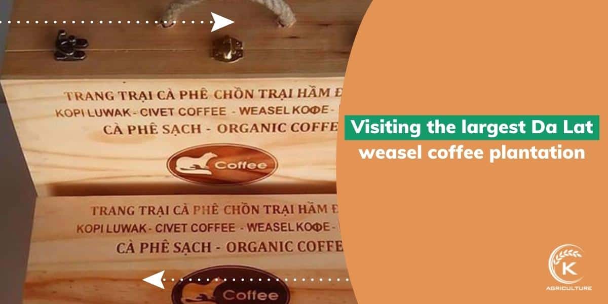 Exploring The Largest Da Lat Weasel Coffee Plantation - K-Agriculture