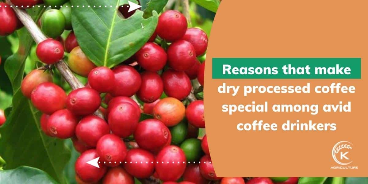 Dry processed coffee: Reasons that make this coffee so special