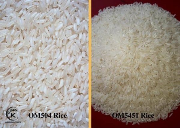 Long grain rice nutrition and things you should know about
