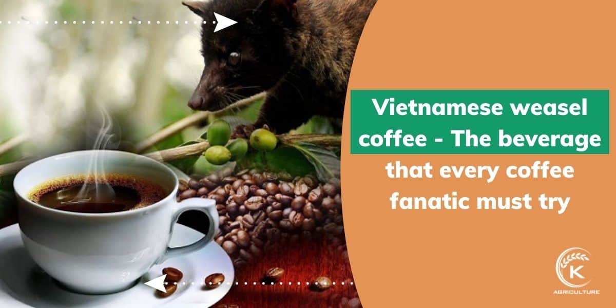 Vietnamese Weasel Coffee: All Information You Should Know - K-Agriculture
