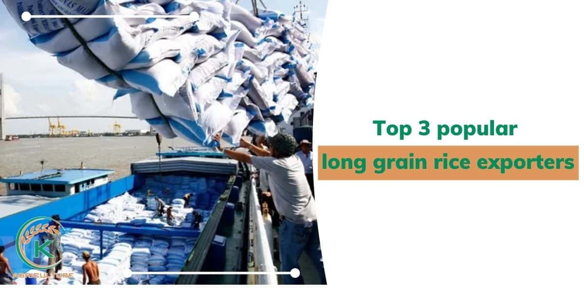 Top 3 Popular Long Grain Rice Exporters You Must Know | K-Agriculture