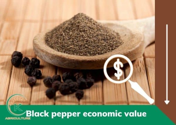 The Importance of Black Pepper: Origin, Characteristics, and Global Uses