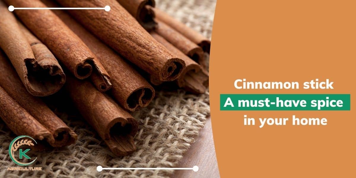 Cinnamon stick and what you should know