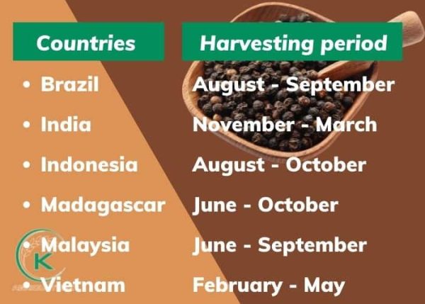 The Importance of Black Pepper: Origin, Characteristics, and Global Uses
