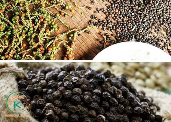 The Importance of Black Pepper: Origin, Characteristics, and Global Uses