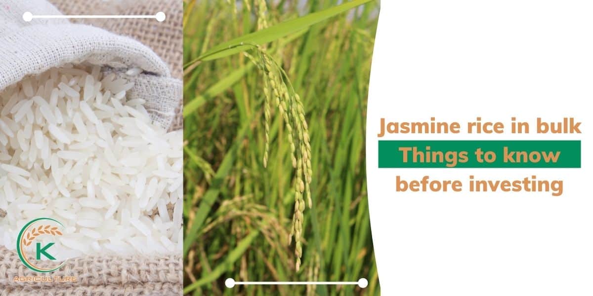 Jasmine Rice In Bulk - Things To Know Before Investing - K-Agriculture