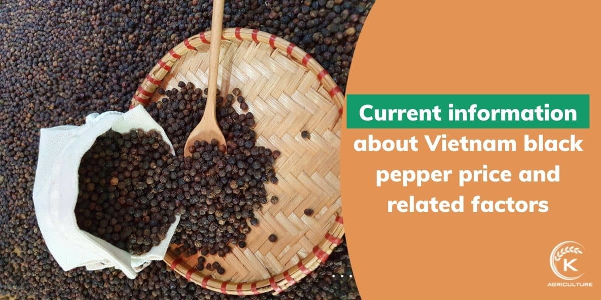 Vietnam black pepper price is on the growing momentum
