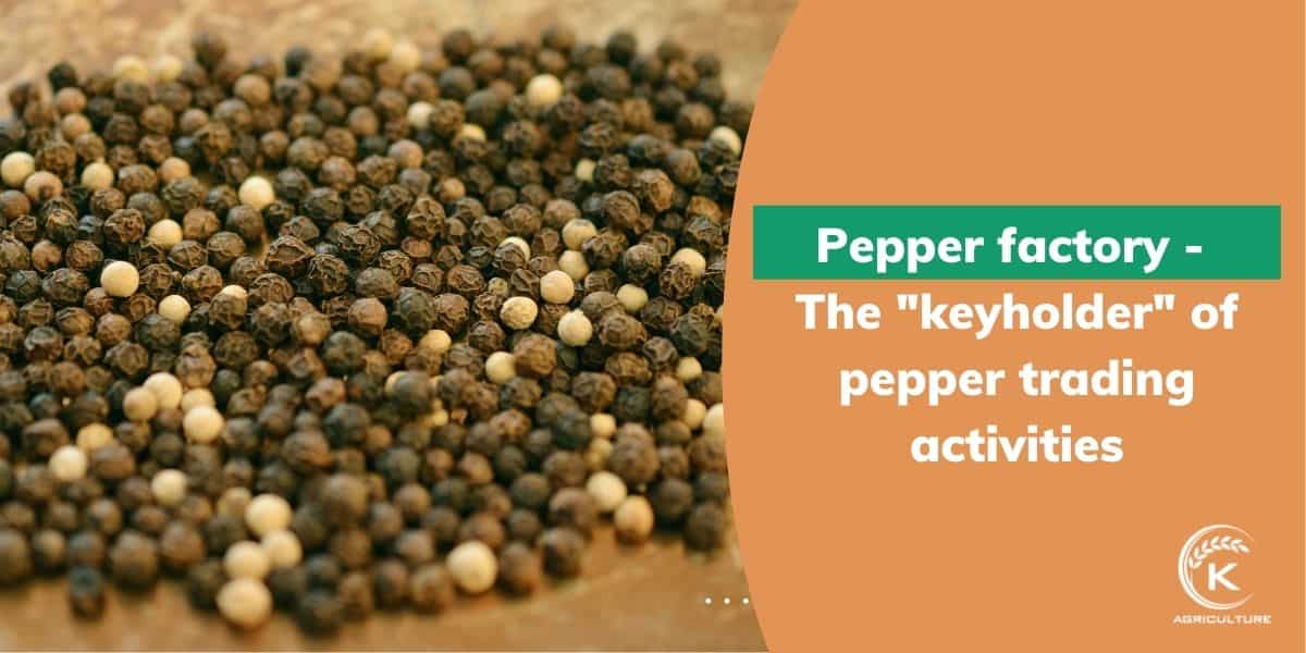 Everything to acknowledge about pepper factory