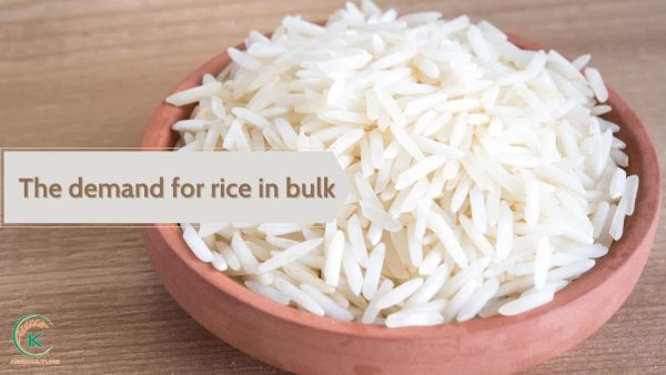 Where to Import Bulk Rice: Best Sources and Buyer’s Guide