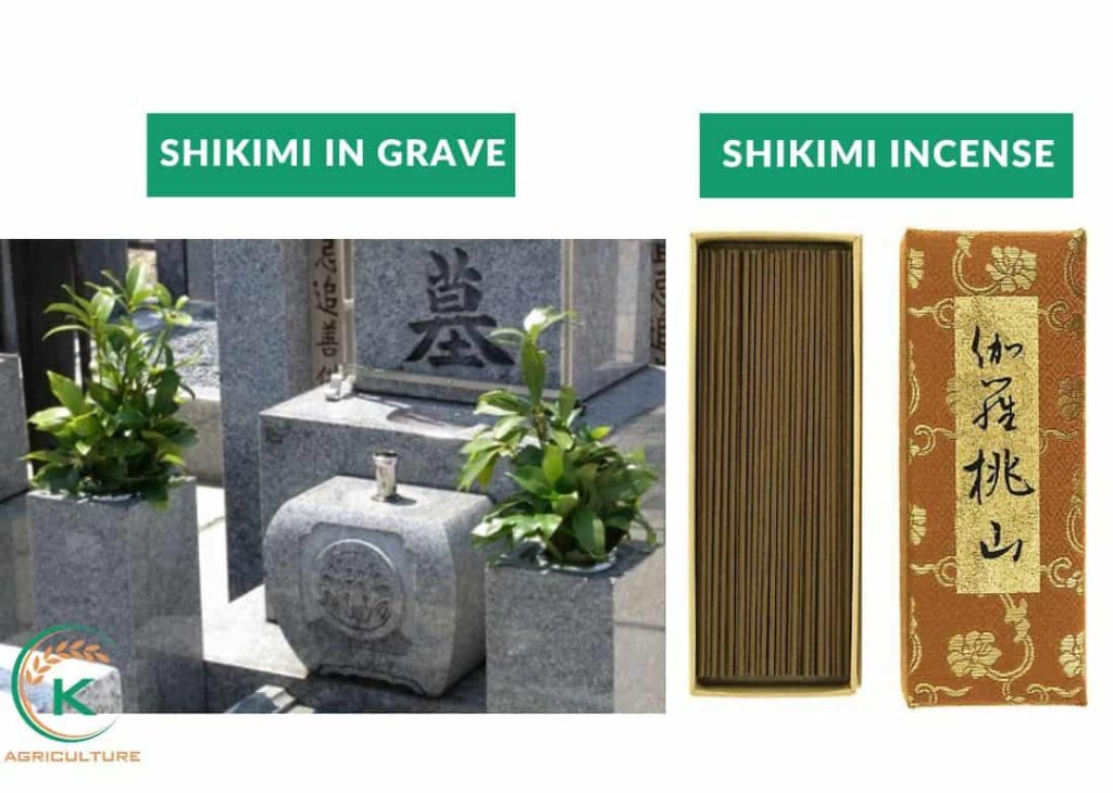Japanese Star Anise Vs Chinese Star Anise And 4 Signs To Distinguish ...