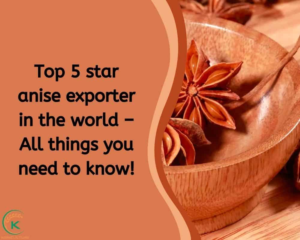 Top 5 Star Anise Exporter In The World - K-Agriculture