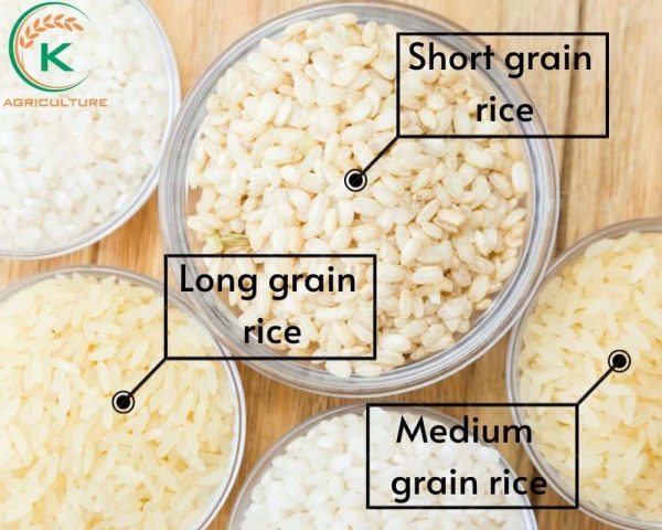 Top 5 Popular Types Of Long Grain Rice - K-Agriculture