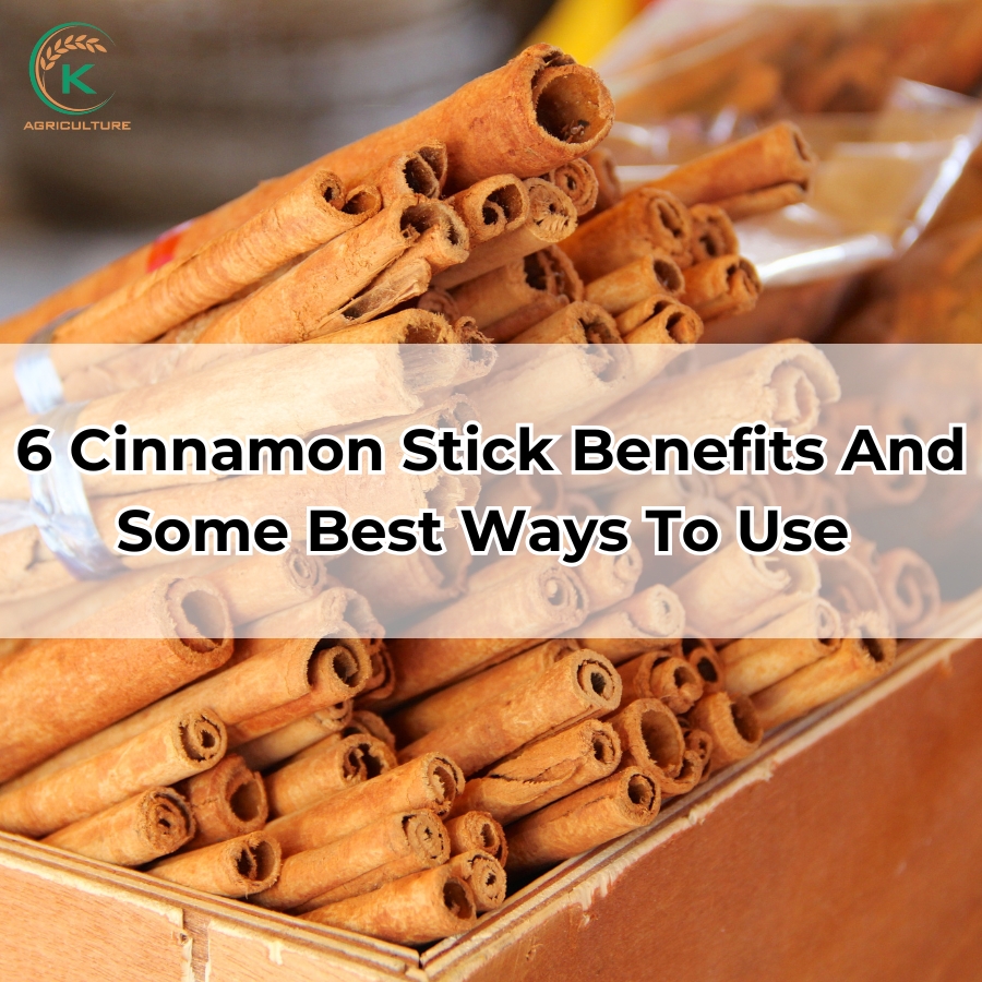 Top 6 Cinnamon Stick Benefits And Smart Ways to Use at Home