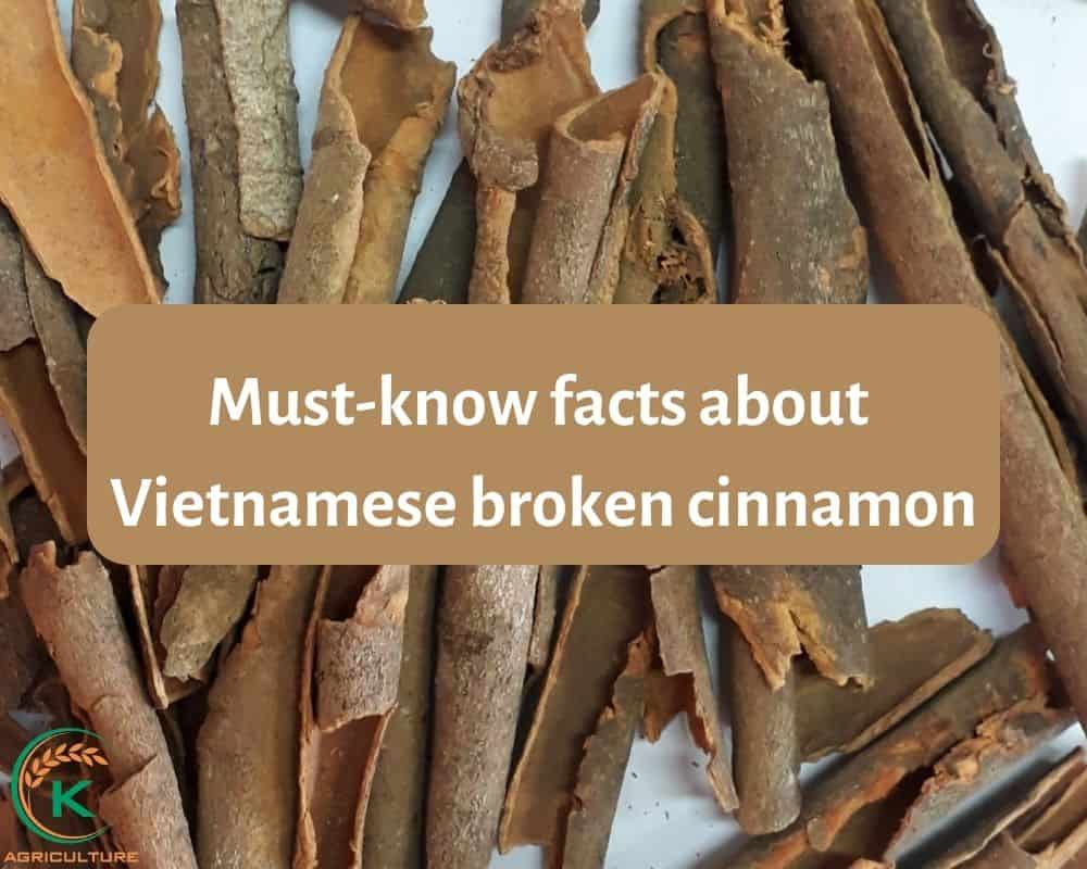 Must-know Facts About Vietnamese Broken Cinnamon | K-Agriculture