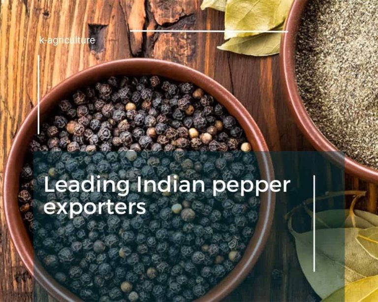 A special guide to Indian pepper - K-Agriculture