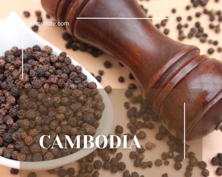 Exploring the Origin of Black Pepper with K-Agriculture - K-Agriculture