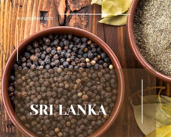 Exploring the Origin of Black Pepper with K-Agriculture - K-Agriculture