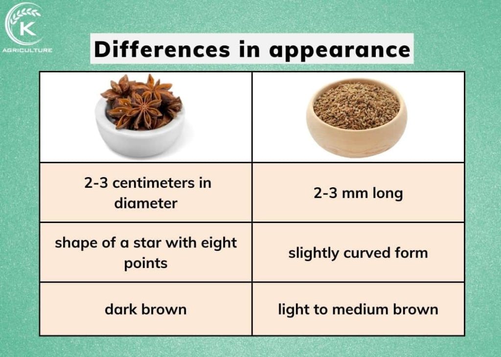Star Anise And Anise Seed: Differences in Appearance, Flavor, and Uses ...