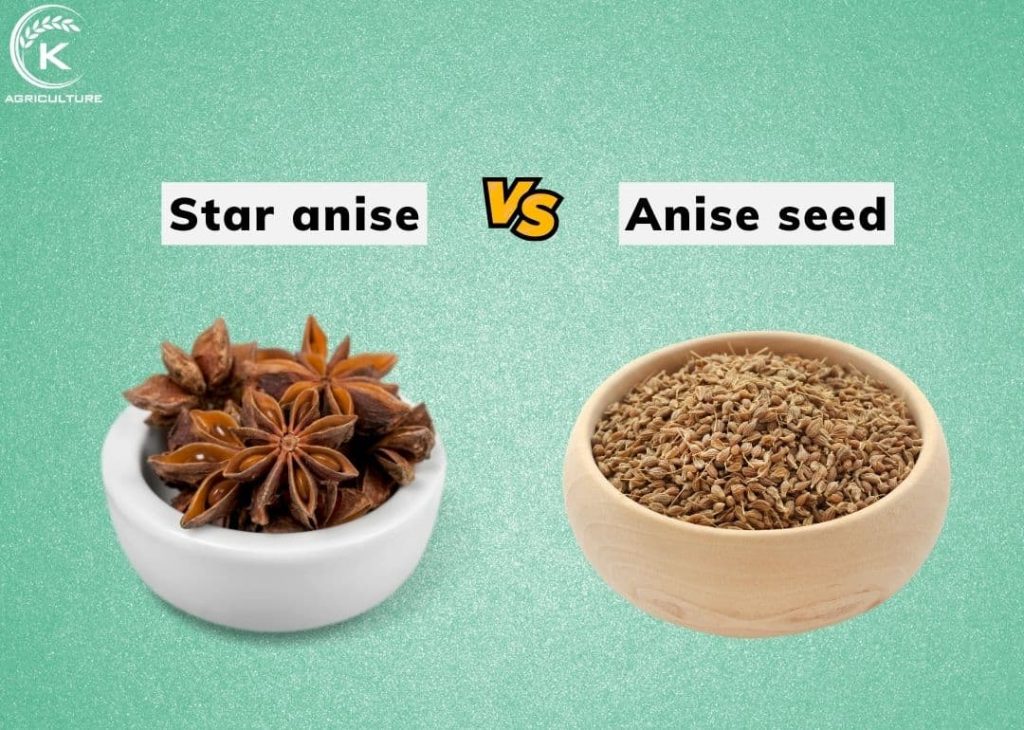 Star Anise And Anise Seed: Differences in Appearance, Flavor, and Uses ...