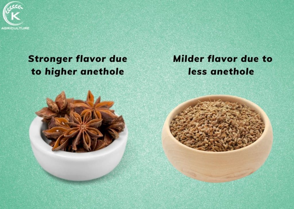Star Anise And Anise Seed: Differences in Appearance, Flavor, and Uses ...