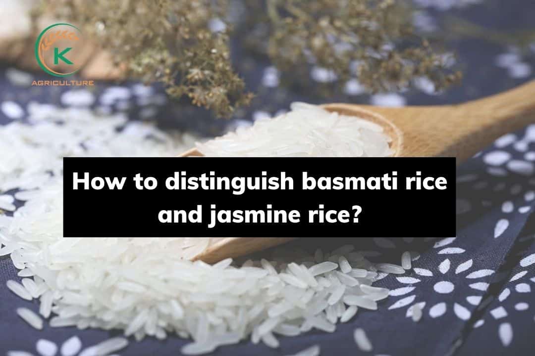 How to distinguish basmati rice and jasmine rice? - K-Agriculture