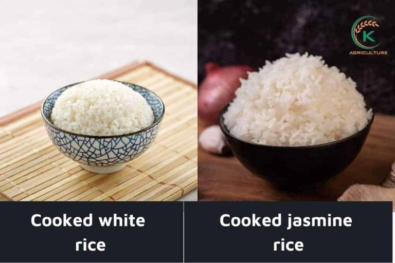 Jasmine Rice And White Rice: What Makes Them Different?