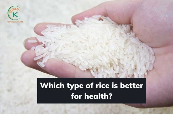 Jasmine Rice And White Rice: What Makes Them Different?