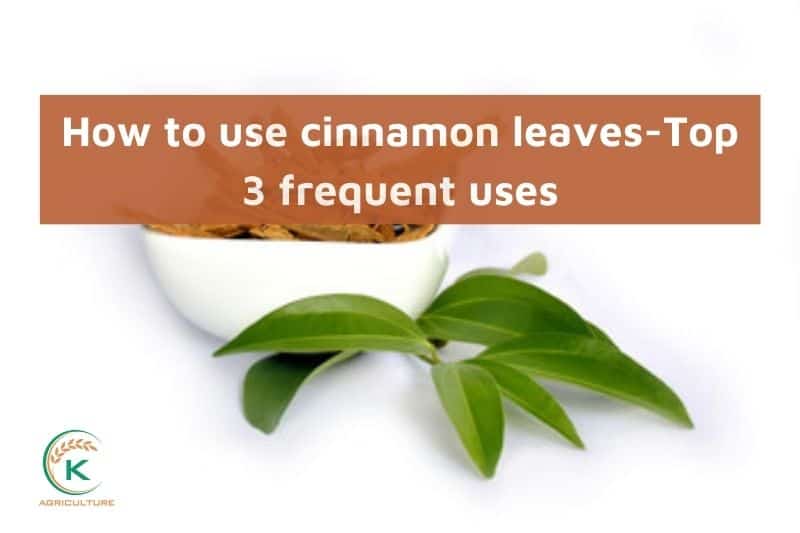 How to use cinnamon leaves perfectly - Top 3 frequent uses that amaze ...