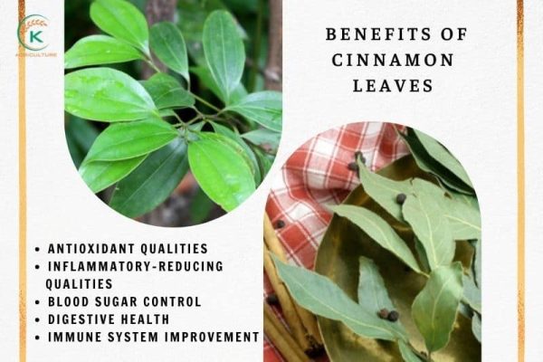 Everything You Need To Know About Cinnamon Leaves: A complete guide - K ...