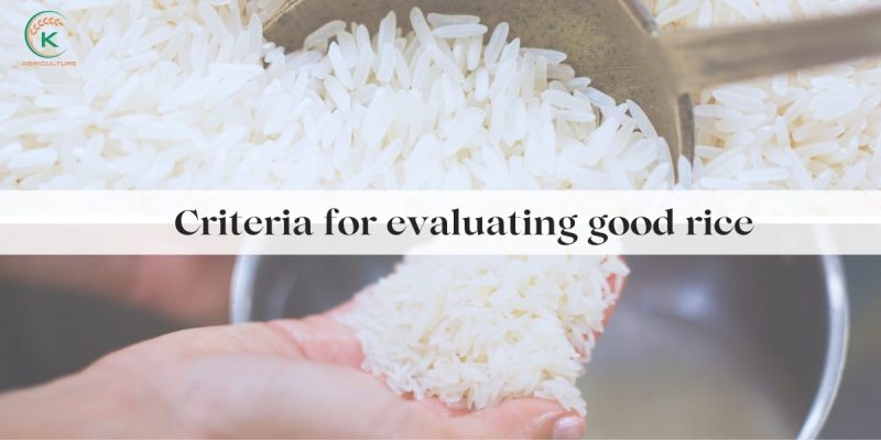 5 Essential Ways to Avoid Being Scammed When Buying Rice - Exclusive ...